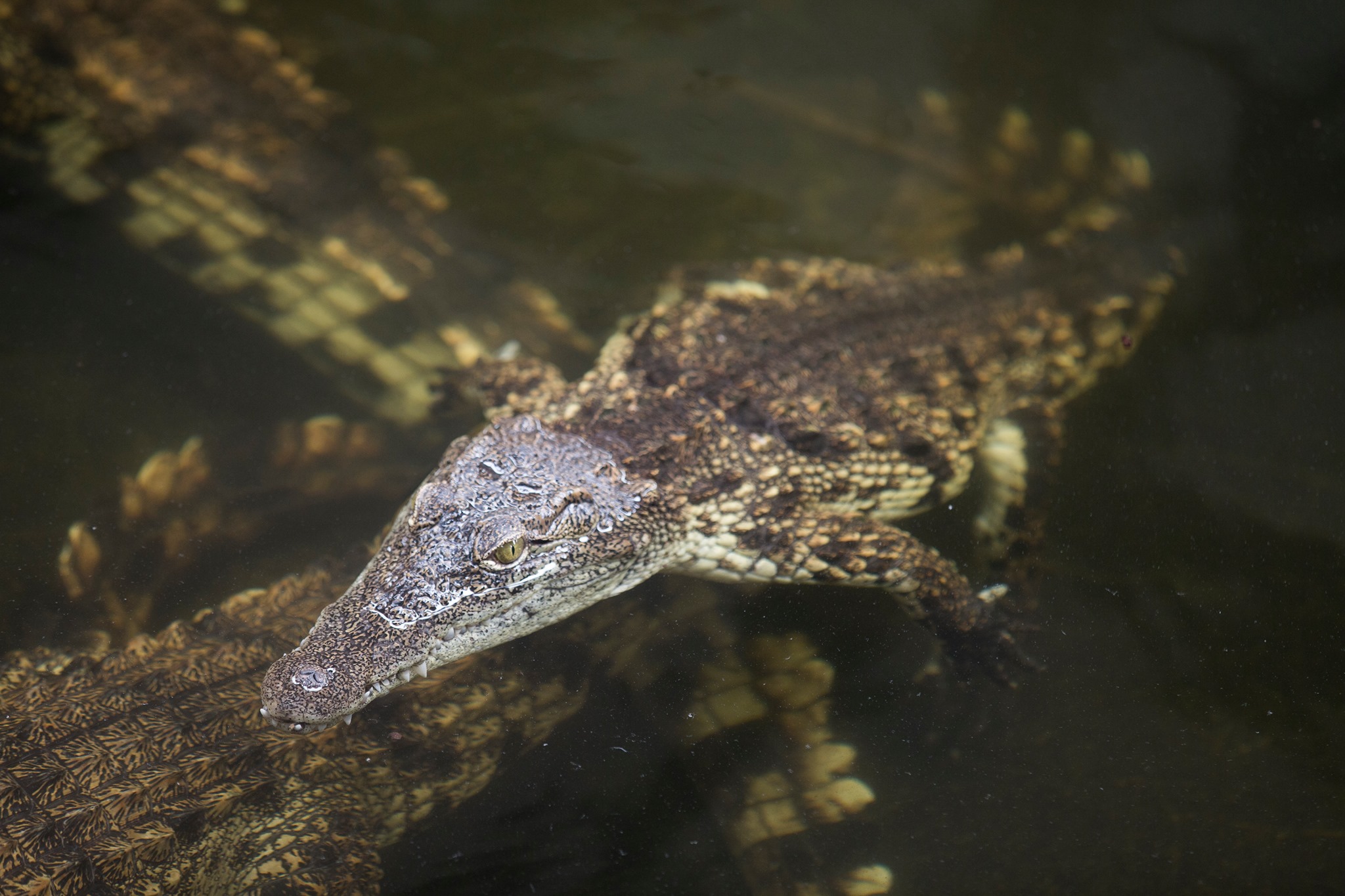 Crocodiles of the World | Wildlife & Gardens Experience | Bolthole Retreats