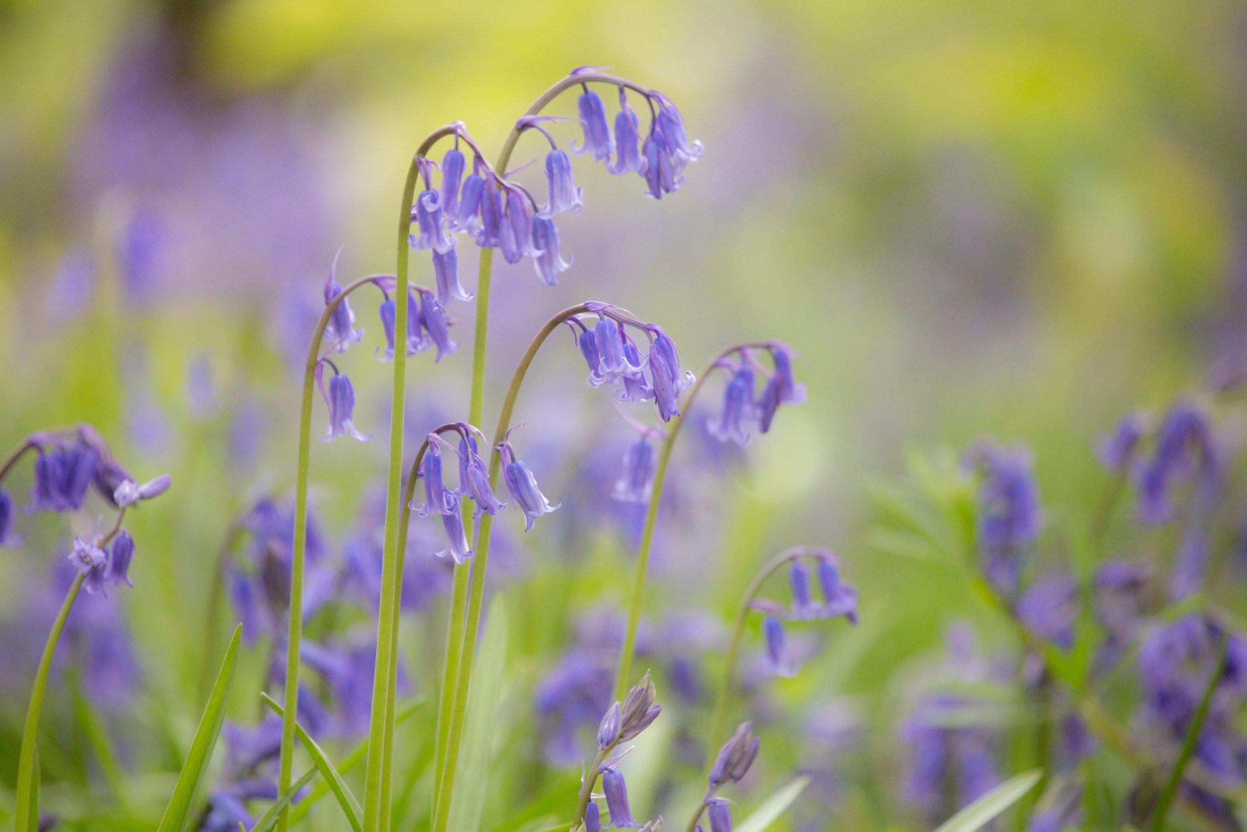 10 favourite bluebell woods in the Cotswolds | Bolthole Retreats
