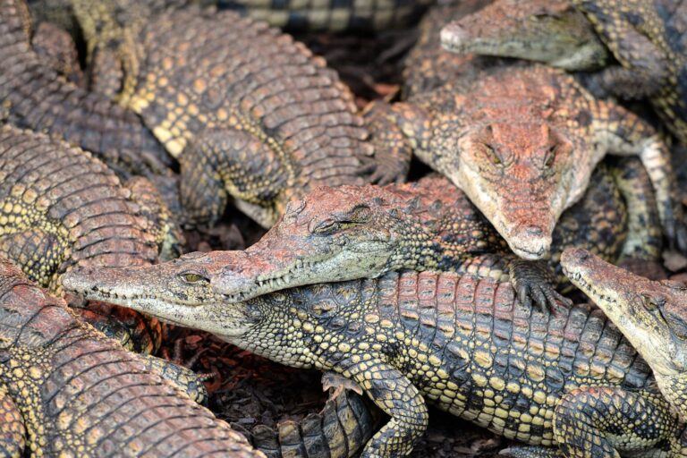 Crocodiles of the World | Wildlife & Gardens Experiences